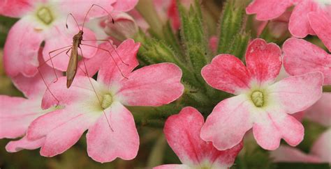 Driving Me Buggy Photograph By Carolyn Fletcher Fine Art America