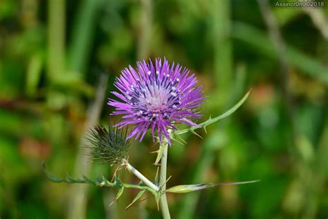 Wild Beauties 1 By Assincr0n0 On Deviantart