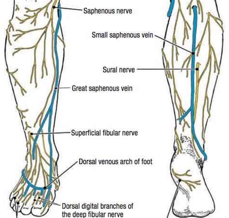 Great Saphenous Vein Netter Great Saphenous Vein And Small Saphenous