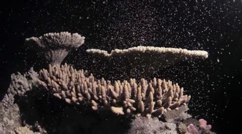 Great Barrier Reefs Annual Coral Spawn Called Greatest Sex Show On