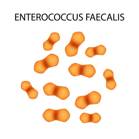 Enterococcus Faecalis Infection Std Gov Blog