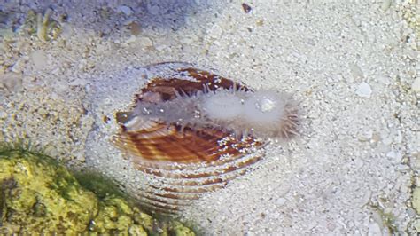 Rust Colored Algae Reef Reef