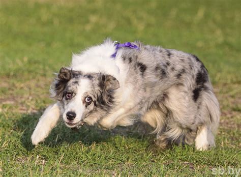 Фотофакт Собака играет в фрисби