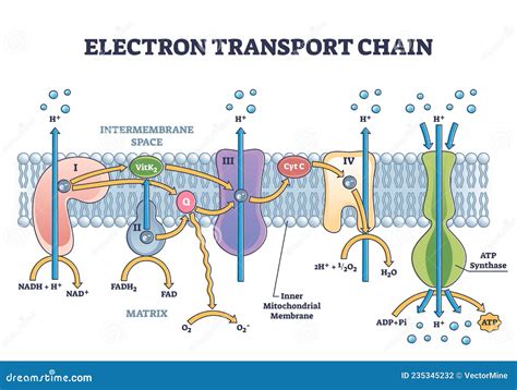 electron transport chain cartoon vector 211576685