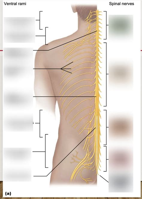 Aandp Lab Practical 2 Intro To The Nervous System The Pns Nerve