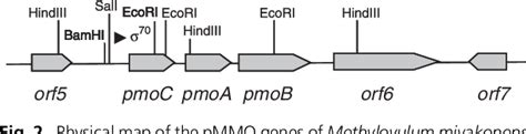 Figure 2 From Soluble And Particulate Methane Monooxygenase Gene Clusters Of The Type I