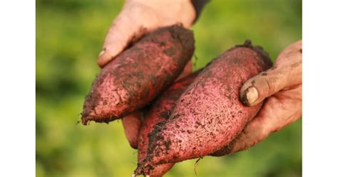 Френските сладки картофи са изправени пред силна конкуренция от Египет Български Фермер