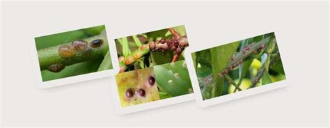 الحشرات القشرية النقاء لمكافحة الحشرات برأس الخيمة الأمارات العربية المتحدة