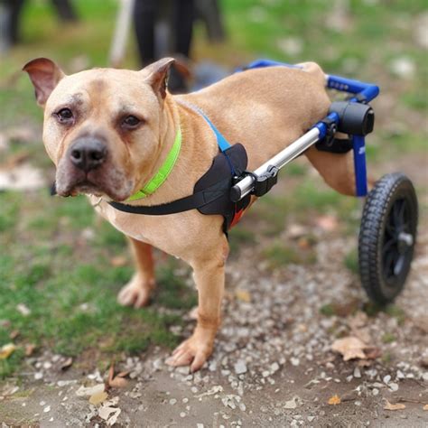 Humane Indiana