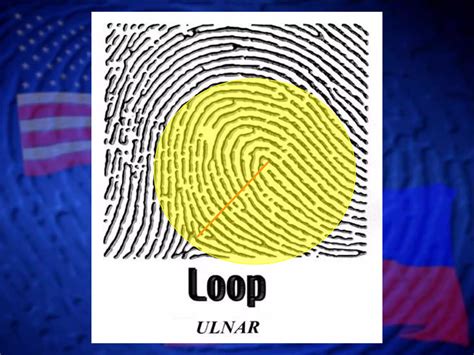 Fingerprint Classification Loop Patterns Pptx