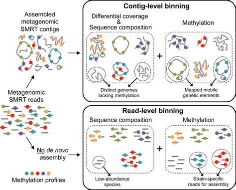 Metagenomic Binning And Association Of Plasmids With Bacterial Host