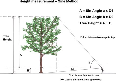 exactly measuring tree height