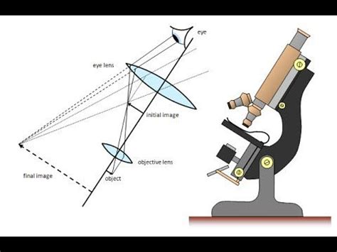 How To Calculate Microscope Image Size Diagram Design Microscopic Images Diagram