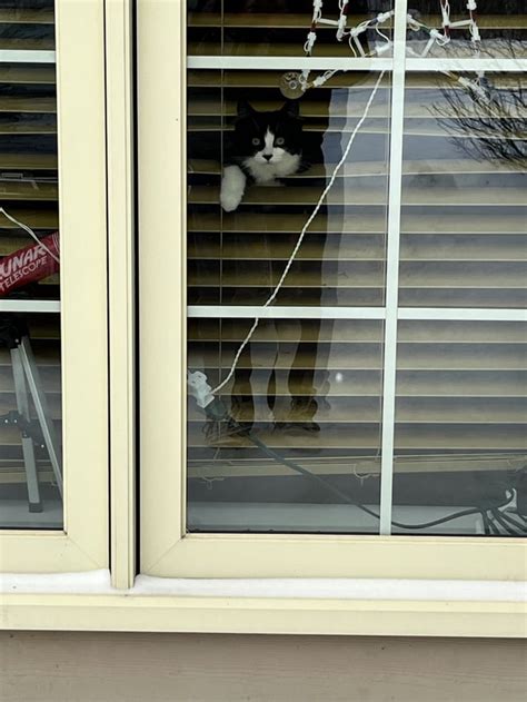 Cat Standing Up R Confusing Perspective