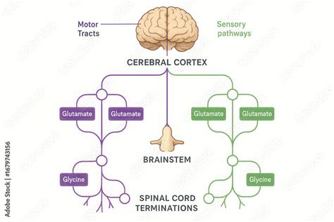 Brain Neural Pathways Illustration Showing Motor And Sensory Tracts