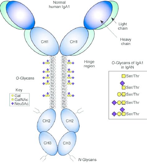 Iga1 And O Glycosylation Of The Hinge Region Whereas Normal Iga1 Download Scientific Diagram
