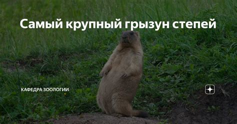 Самый крупный грызун степей Кафедра зоологии Дзен