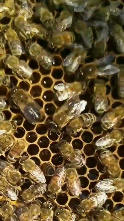 Брюнеты Красавцы Youtube