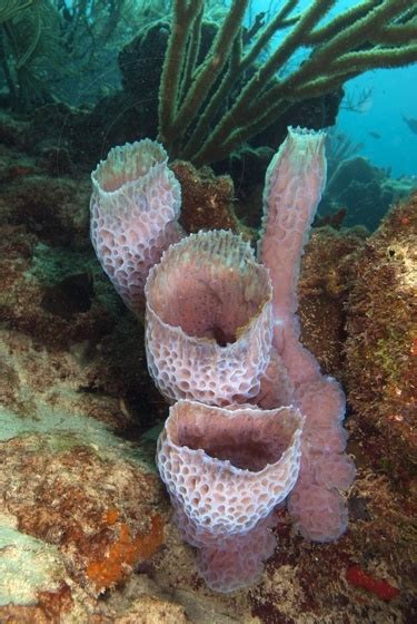 Vase Sponges Beautiful Sea Creatures