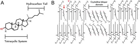 Cholesterol Ester Structure
