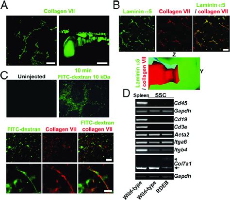 Collagen Vii Is Part Of Lymphoid Conduits A Confocal Analysis Of Download Scientific Diagram