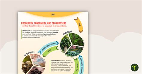 Producer Consumer Decomposer Poster Teach Starter