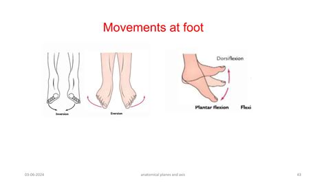 Anatomical Plane And Axis General Anatomy Ppt