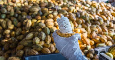 Premium Photo Workers Prepare Fresh Cocoa Pods Before Fermentation Fresh Peeled Cocoa Pods In