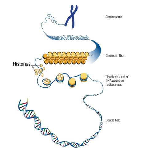 Epigenetic Inheritance Inheritance By Histones GenÇomÜ