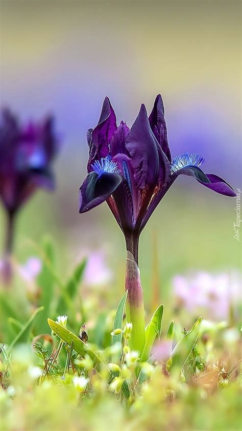 Fioletowy Irys Mi Dzy Ro Linkami Tapeta Na Telefon