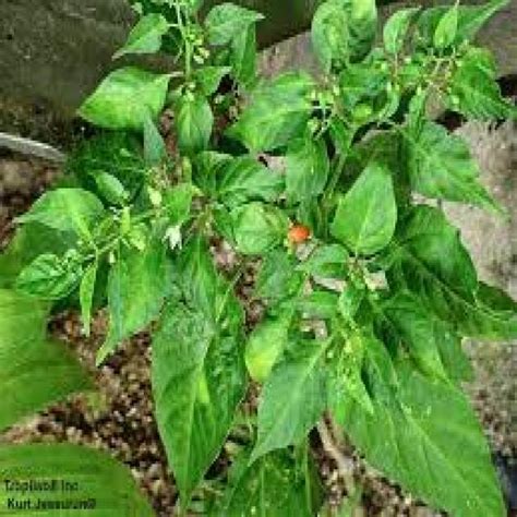 Disease Object Detection Dataset By Disease Detection