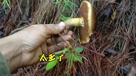 大山里到处都是野生菌农村小伙上山收获满满还发现很多小鸡油菌 Youtube