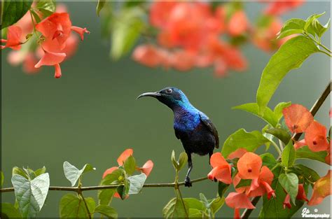 Sunbird Birdforum