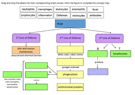 Solved Drag And Drop The Labels Into Their Corresponding
