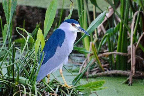 Black Crowned Night Heron