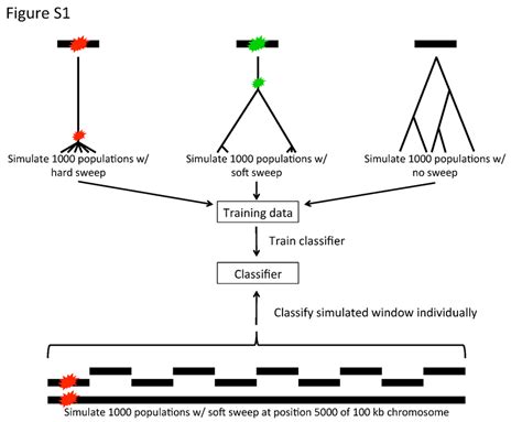 Figure S1 Strategy For Classifying Genomic Windows As Hard Sweeps Soft Download Scientific