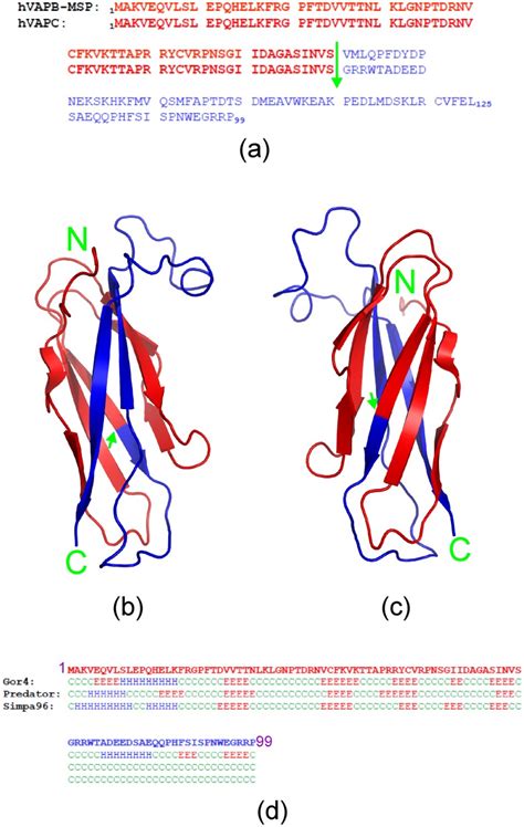 A Sequence Alignment Of The Human 99 Residue Vapc And 125 Residue Download Scientific Diagram