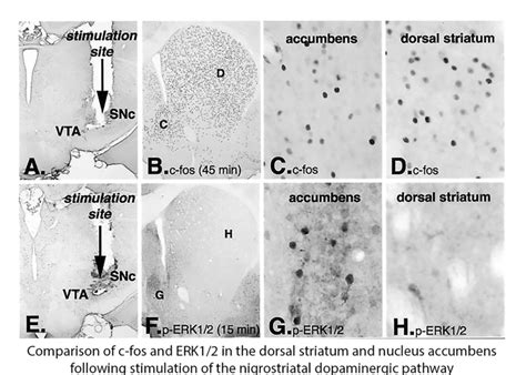 Figure 5 From Segregation Of D1 And D2 Dopamine Receptors In The Striatal Direct And Indirect