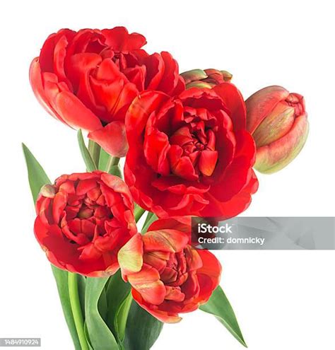 빨간 튤립 꽃다발 스칼렛 테리 튤립은 흰색 배경에 고립되어 있다 개체 그룹에 대한 스톡 사진 및 기타 이미지 개체 그룹 결혼식 공휴일 Istock