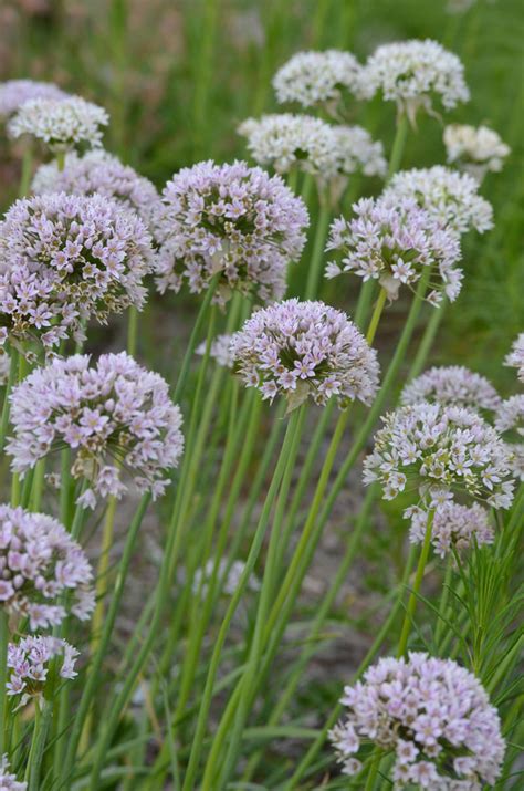 Allium Canadense Var Lavendulare Showy Wild Garlic Prairie Moon Nursery