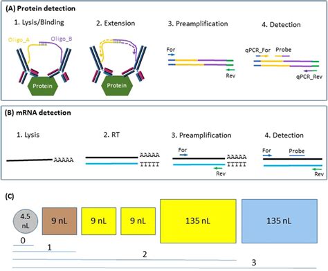 Detection And Analysis Of Protein At Victoria Thomason Blog