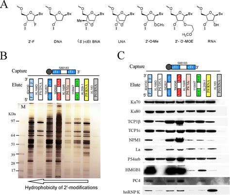 2 Modification Of Ps Asos Significantly Affects Protein Binding A Download Scientific