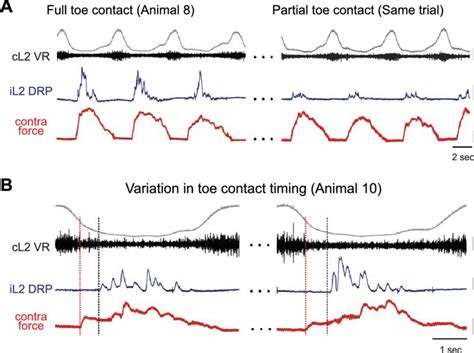 Role Of Contralateral Toe Contact In Drp Generation A L2 Drp Relative Download Scientific