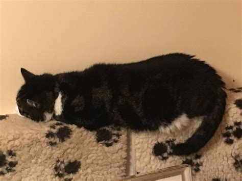 G0mgx In The Shack Arduino Nano Upload Issues