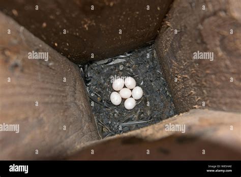 Owl Eggs Hatching