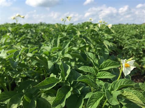 Производство семенного картофеля