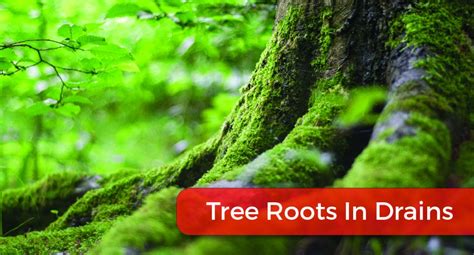 Tree Roots In Sewer Mr Washer