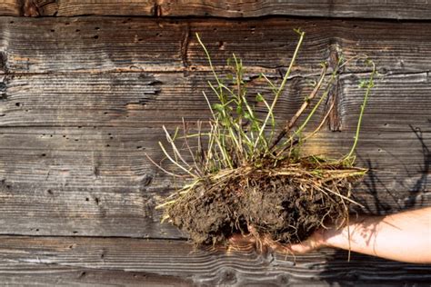 How To Propagate Mint Other Herbs By Root Division
