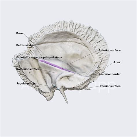 Parts Of Temporal Bone Temporal Bone Anatomy Function And Treatment