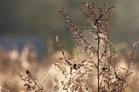 Angular Vs React Choosing The Right Framework For Your Next Web App